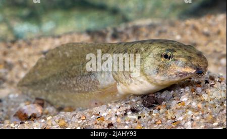 A tadpole is the larval stage in the life cycle of an amphibian ...