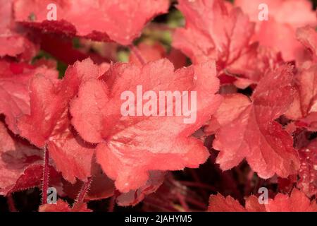 Coral bells, Heuchera "Fire Chief", Red Leaves Stock Photo - Alamy