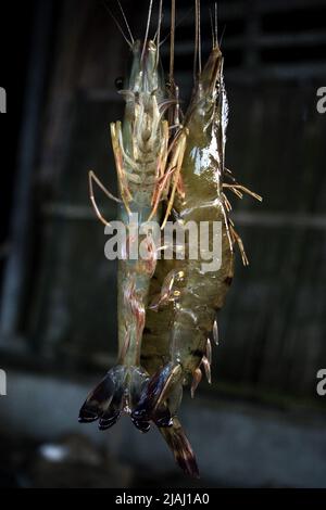 Shrimp in a Gher (shrimp firm) at Kaira,Khulna, Bangladesh Stock Photo ...