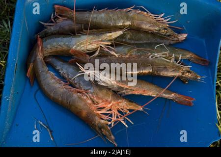 Shrimp in a Gher (shrimp firm) at Kaira,Khulna, Bangladesh Stock Photo ...