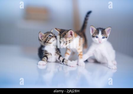 Three tabby kittens on shiny white table with white background Stock ...