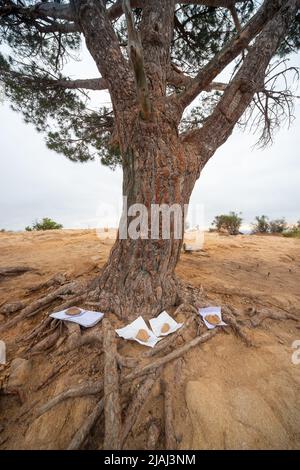 Wisdom Tree, Wonder View Trail, Los Angeles, CA, USA Stock Photo - Alamy