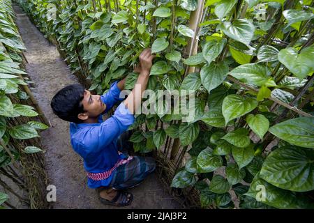 creeper plant, betel leaf, creeper plants Stock Photo - Alamy