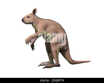 Procoptodon prehistoric kangaroo, illustration. This extinct ...