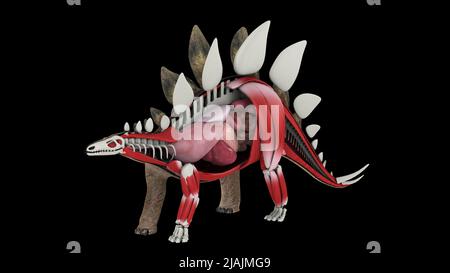 Digestive system of a Stegosaurus dinosaur Stock Photo - Alamy