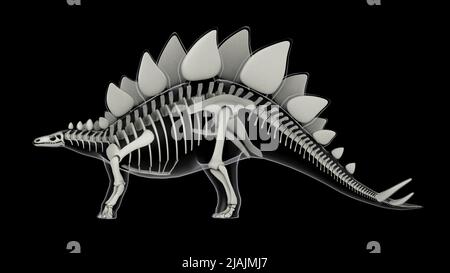 Skeletal system of a Stegosaurus dinosaur Stock Photo - Alamy