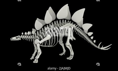 Skeletal system of a Stegosaurus dinosaur Stock Photo - Alamy