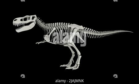 Skeletal system of Tyrannosaurus rex, side view Stock Photo - Alamy