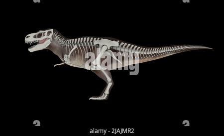 Skeletal system of Tyrannosaurus rex, side view Stock Photo - Alamy