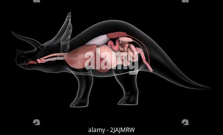 Respiratory and digestive system of a Triceratops dinosaur Stock Photo ...