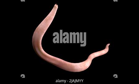 Conceptual biomedical illustration of Ascaris lumbricoides in the human ...