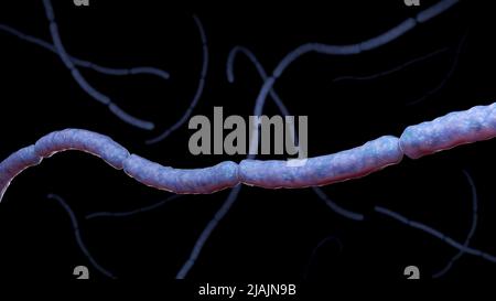 Conceptual biomedical illustration of Streptobacillus moniliformis ...