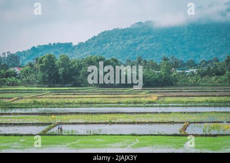 Ta Pa rice fields are beautiful in the morning, interspersed with ...