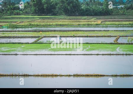 Ta Pa rice fields are beautiful in the morning, interspersed with ...
