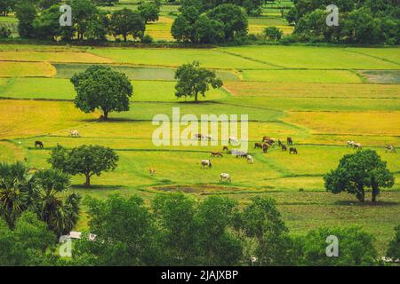 Ta Pa rice fields are beautiful in the morning, interspersed with ...