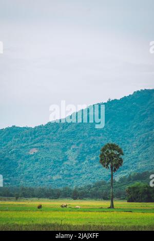 Ta Pa rice fields are beautiful in the morning, interspersed with ...