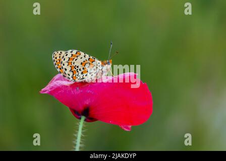 Beautiful iparhan butterfly ; Melitaea trivia ( Syriaca Stock Photo - Alamy