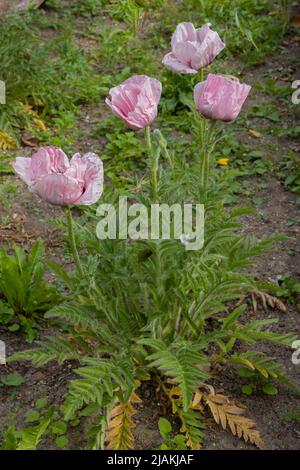 Pink Oriental Poppy Papaver orientale 'Watermelon' Stock Photo - Alamy