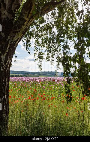 Agricultural Poppy flower field in Germany Stock Photo - Alamy