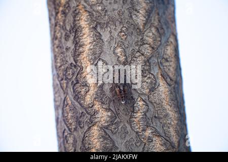 A cicada sings on a tree branch on the island of Crete in Greece Stock ...