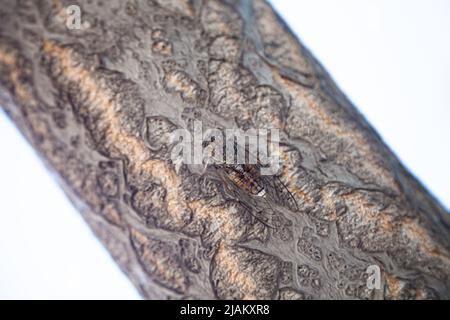 A cicada sings on a tree branch on the island of Crete in Greece Stock ...