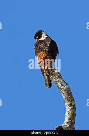Bat Falcon (Falco rufigularis petoensis) adult perched on dead snag ...