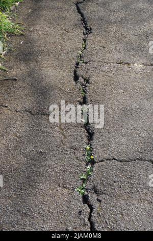 Cracks in a tarmac path, and shadows of overhanging trees Stock Photo ...