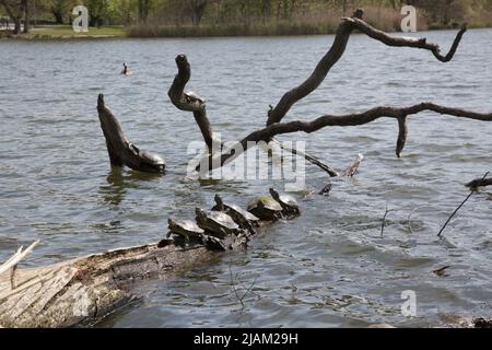 Turtles sunbathing on a sunny spring day on a log in the lake at ...