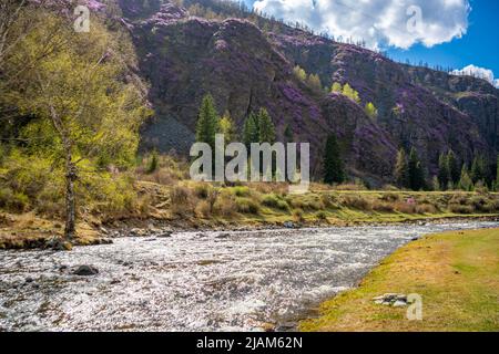 Turbid water of the Chuya river in the Altai Republic, Nature landscape ...
