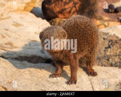 Dwarf mongoose sunning itself in the Kruger National Park in South ...