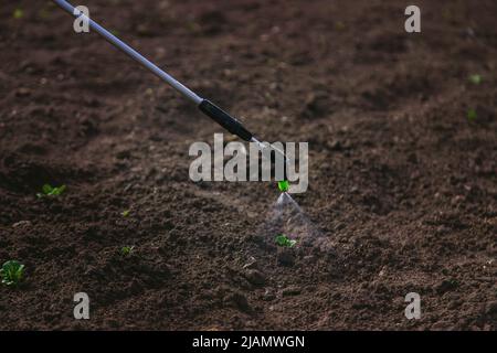 Man Sprinkles the soil with poison from weeds. Selective focus Stock ...