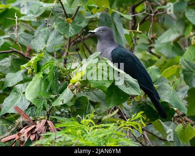 Marquesas Imperial-Pigeon, Ducula galeata, an endemic pigeon in the ...