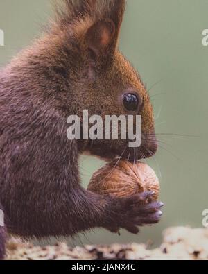 Squirrel finding food in a park - DALLAS, UNITED STATES Stock Photo - Alamy