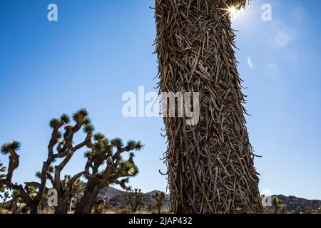 Closeup of a Joshua Tree trunk against a landscape and blue sky in ...