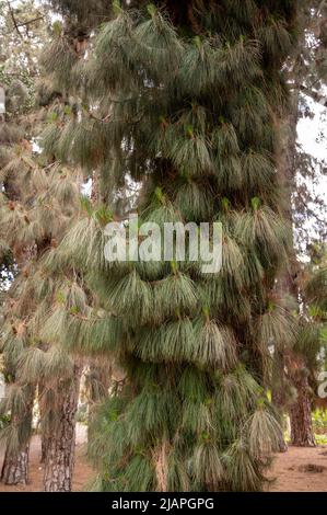 Native tree from Canarian islands, Canarian pine tree with long green ...