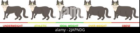 Cat weight stages concept with underweight symbols flat vector ...