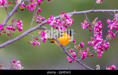 Baltimore oriole in northern Wisconsin Stock Photo - Alamy