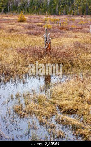 Decaying tree stump in a swamp filled with sedges and dwarf leatherleaf ...