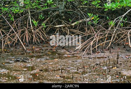 Mangrove tree roots system that called Peg Root in the mangrove forest ...