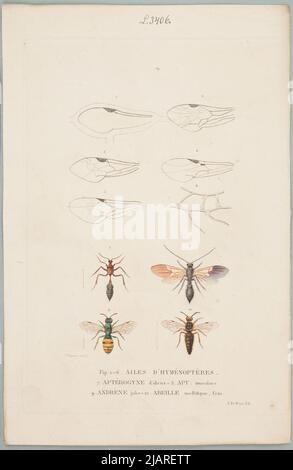 General zoology, or Systematic natural history, London, Printed for G ...