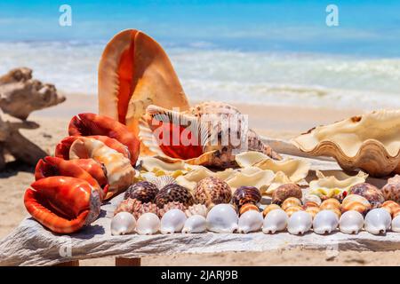 Different seashells for sale on a stall on Nungwi beach, Zanzibar ...