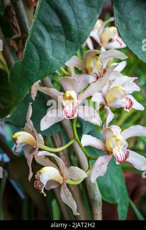 Orchid flower, white cymbidium. Tropical floral background Stock Photo ...