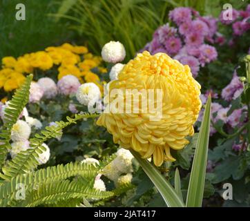one yellow chrysanthemum flower blossoms with long petals in the garden ...