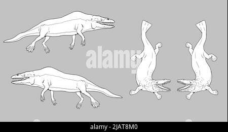 Prehistoric extinct genus of ancient whale - rodhocetus. Drawing with ...