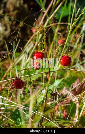 Sweet ripe strawberries in straw basket isolated on white Stock Photo ...