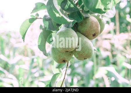 Beautiful fresh big young pears growing on a tree. Close up Stock Photo ...