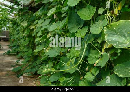Picture of seedlings and marrows growing on branch in greenhouse Stock ...
