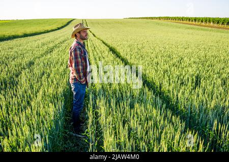 Adult man is cultivating barley on his land. He is satisfied because of ...
