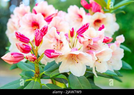 Bright pink and white Rhododendron hybridum Simona blossoming flowers ...