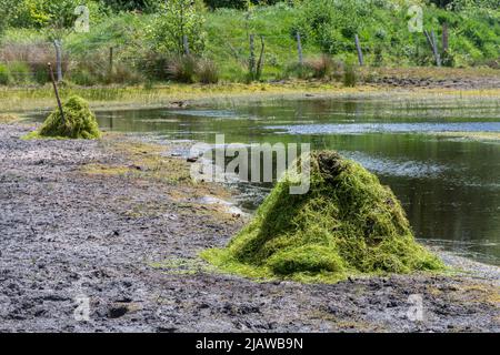 New Zealand Pygmyweed (Crassula helmsii) introduced invasive species ...
